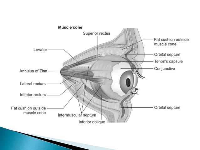 ANATOMY AND PHYSIOLOGY OF EXTRAOCULAR MUSCLES.pptx
