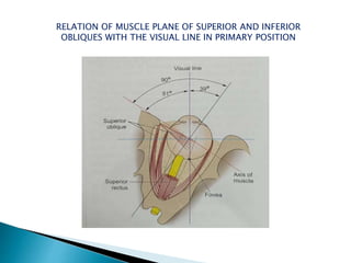 ANATOMY AND PHYSIOLOGY OF EXTRAOCULAR MUSCLES.pptx