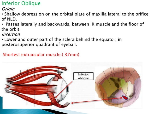 ANATOMY AND PHYSIOLOGY OF EXTRAOCULAR MUSCLES.pptx