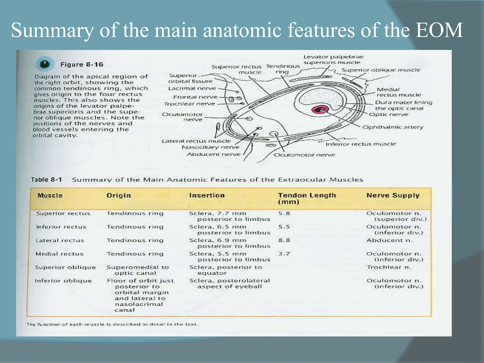 ANATOMY AND PHYSIOLOGY OF EXTRAOCULAR MUSCLES.ppt