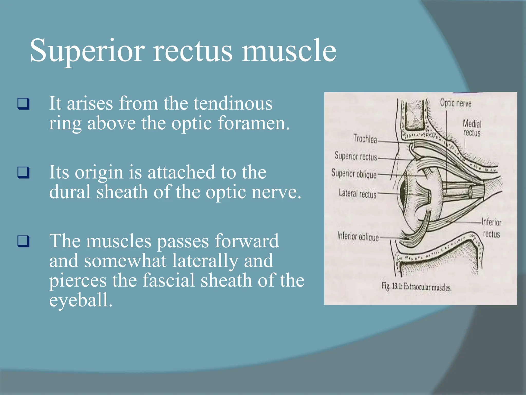 ANATOMY AND PHYSIOLOGY OF EXTRAOCULAR MUSCLES.ppt