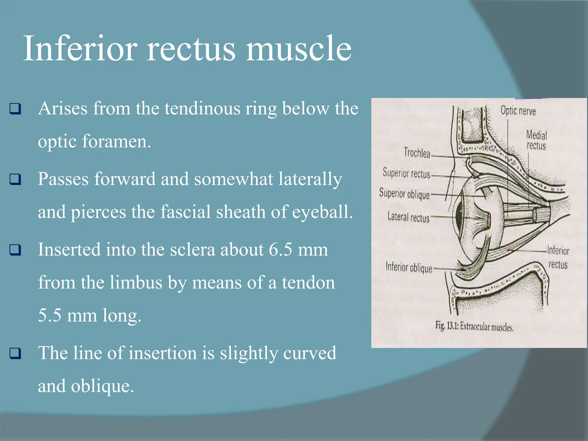 ANATOMY AND PHYSIOLOGY OF EXTRAOCULAR MUSCLES.ppt