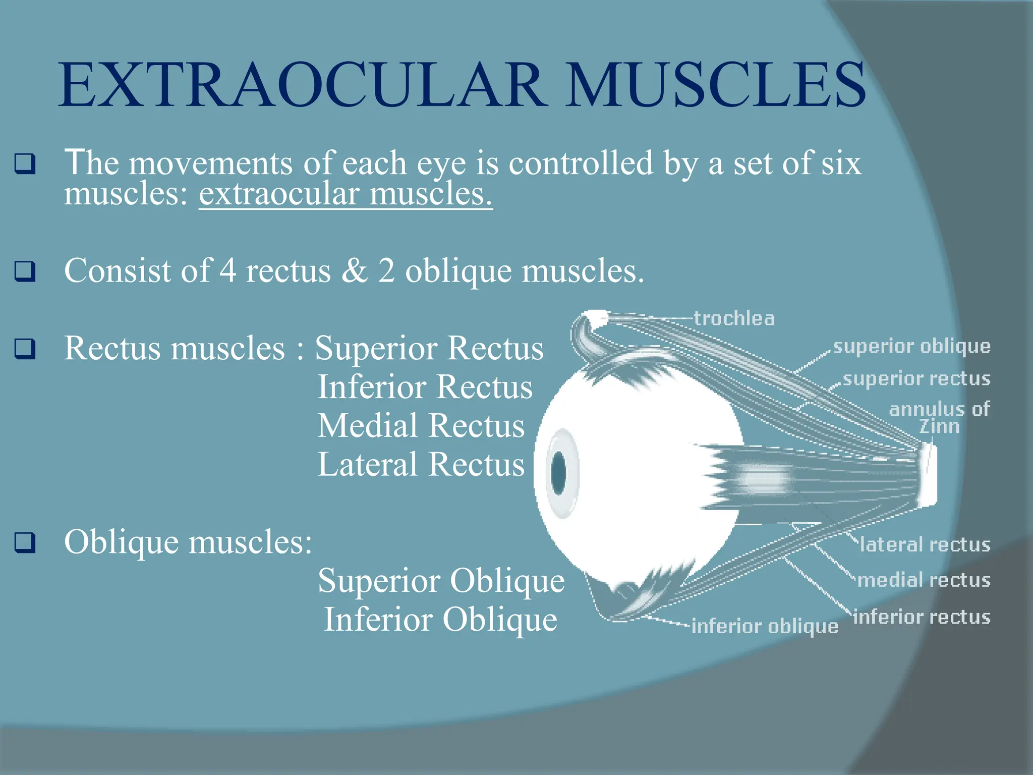 ANATOMY AND PHYSIOLOGY OF EXTRAOCULAR MUSCLES.ppt