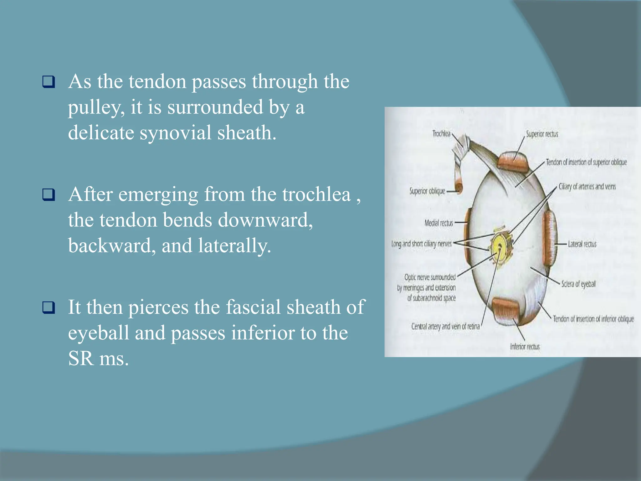 ANATOMY AND PHYSIOLOGY OF EXTRAOCULAR MUSCLES.ppt