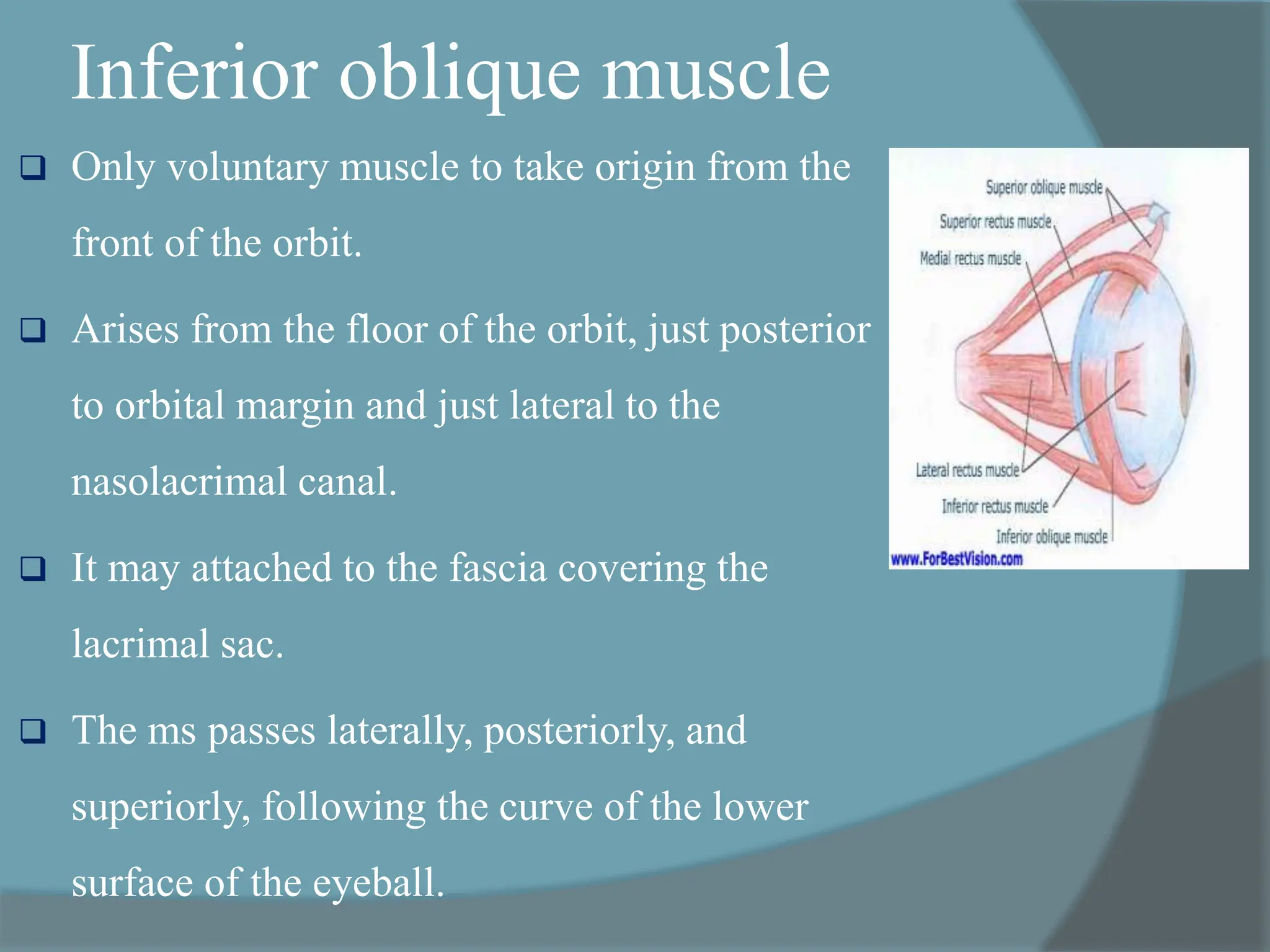 ANATOMY AND PHYSIOLOGY OF EXTRAOCULAR MUSCLES.ppt