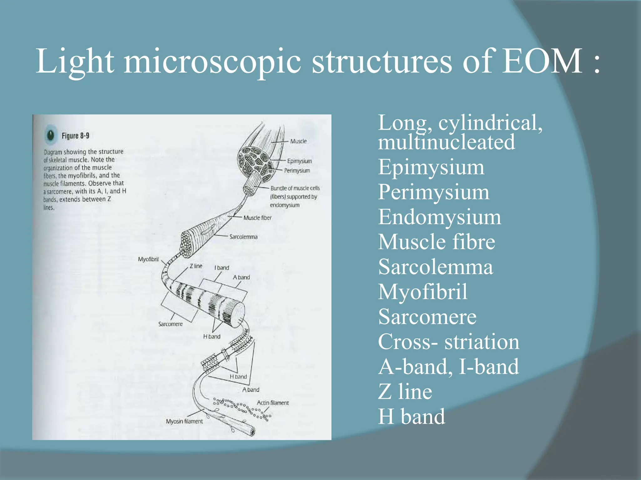 ANATOMY AND PHYSIOLOGY OF EXTRAOCULAR MUSCLES.ppt