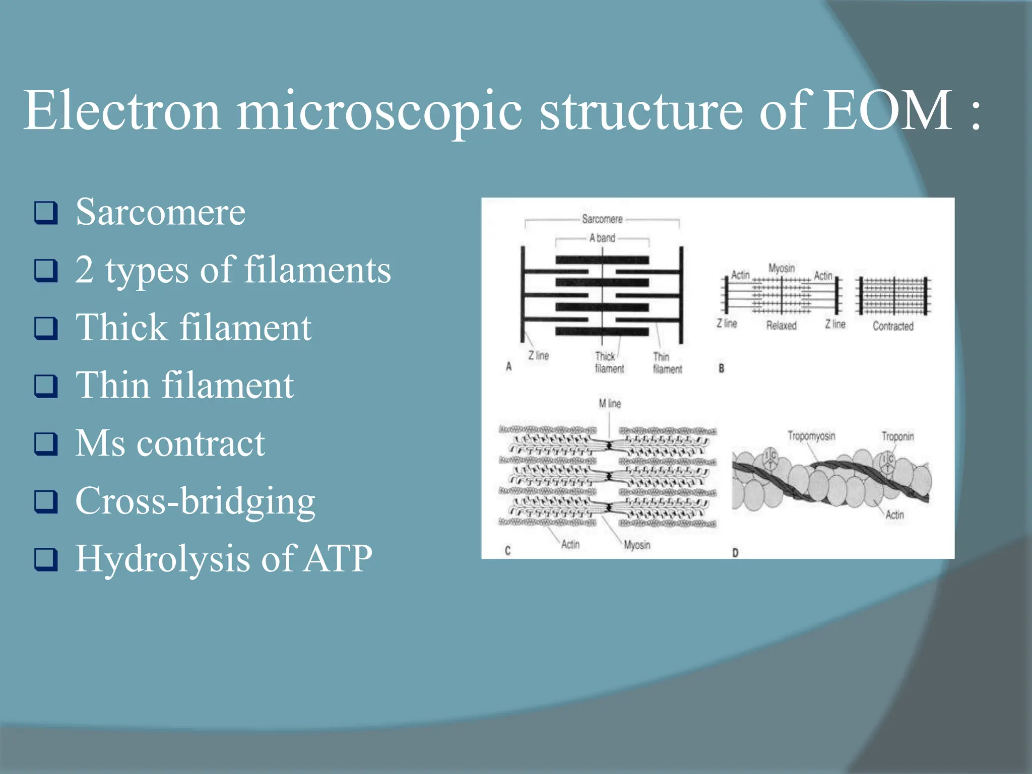 ANATOMY AND PHYSIOLOGY OF EXTRAOCULAR MUSCLES.ppt