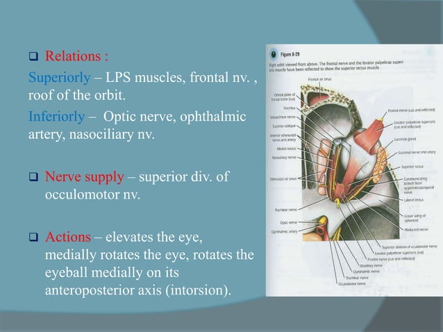 ANATOMY AND PHYSIOLOGY OF EXTRAOCULAR MUSCLES.ppt