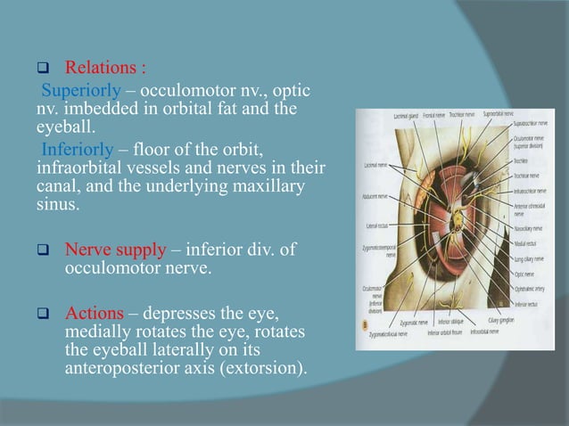 ANATOMY AND PHYSIOLOGY OF EXTRAOCULAR MUSCLES.ppt