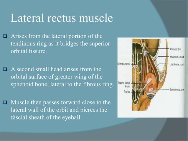 ANATOMY AND PHYSIOLOGY OF EXTRAOCULAR MUSCLES.ppt