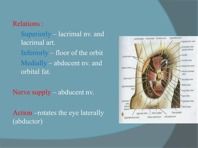 ANATOMY AND PHYSIOLOGY OF EXTRAOCULAR MUSCLES.ppt