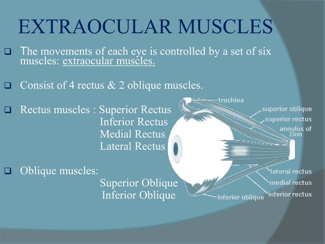 ANATOMY AND PHYSIOLOGY OF EXTRAOCULAR MUSCLES.ppt