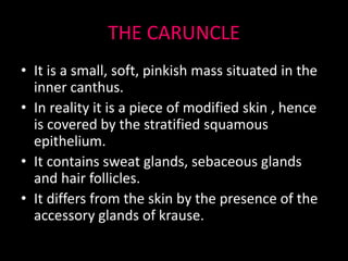 Anatomy and physiology of eye, general introduction. | PPTX