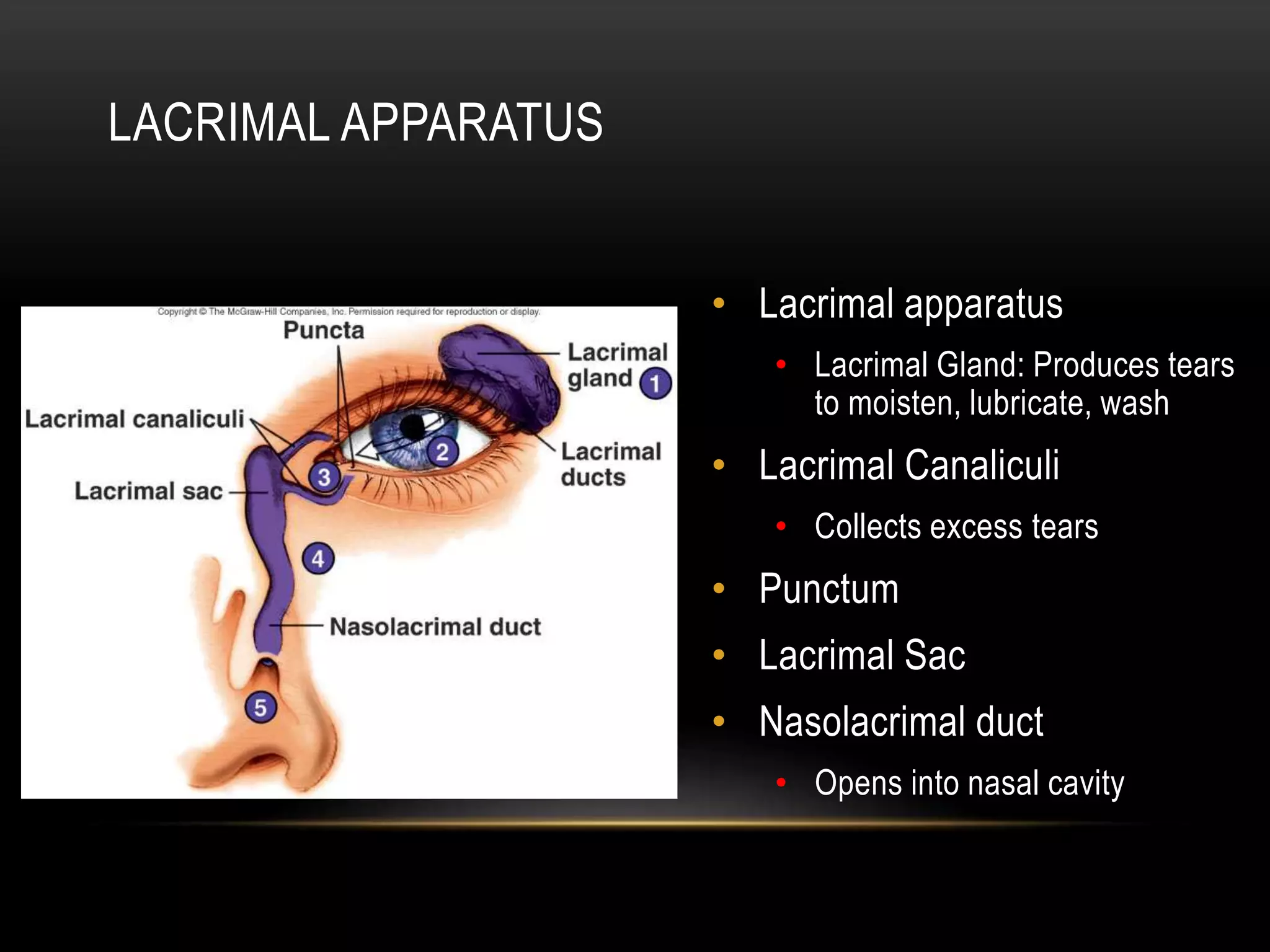 Anatomy_and_Physiology_of_eye.pptx