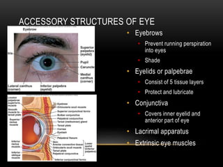 Anatomy_and_Physiology_of_eye.pptx