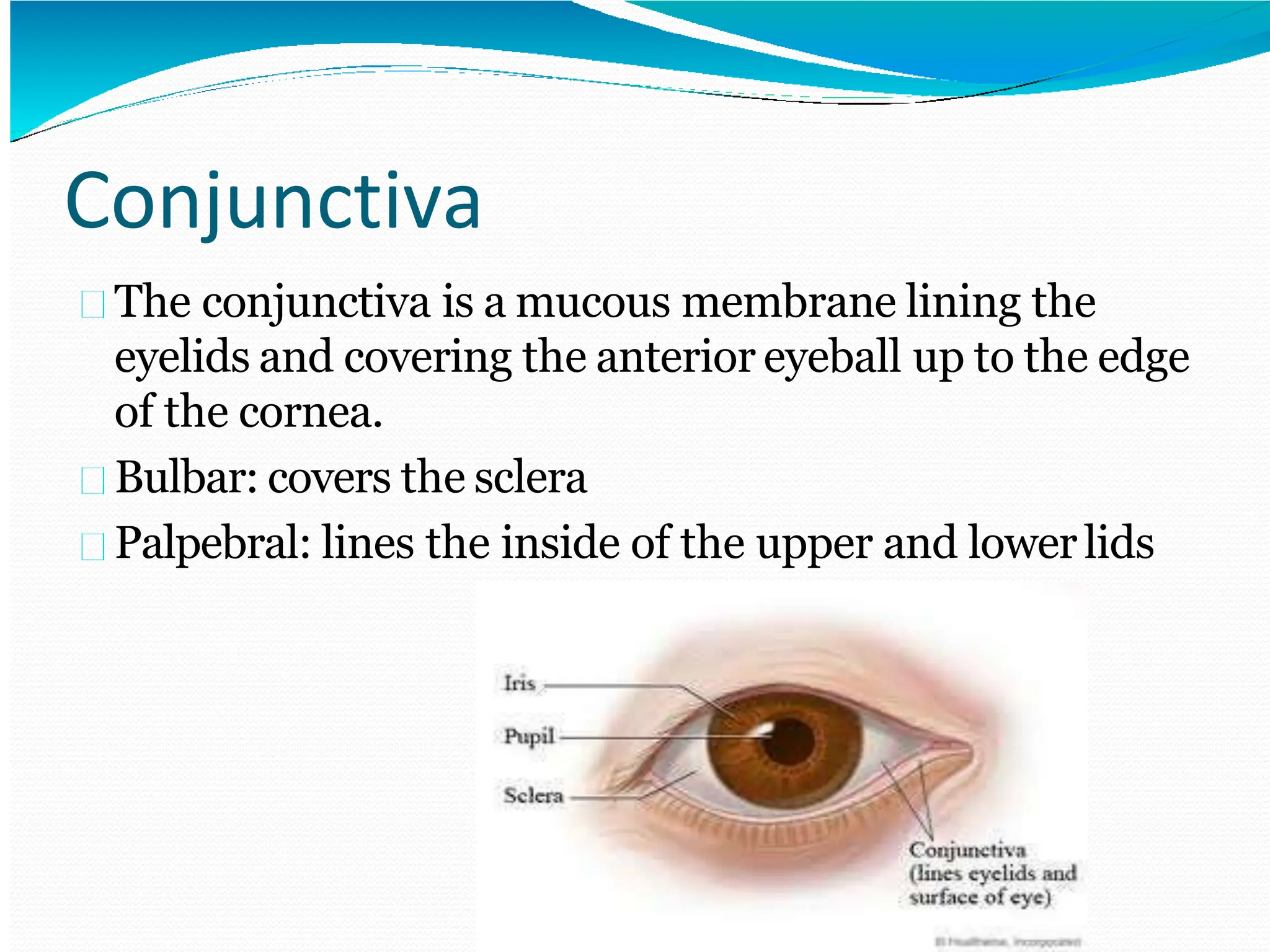 anatomy and physiology of eye.ppt.anatomy and physiology of eyex | PPTX