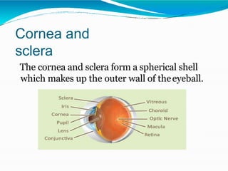 anatomy and physiology of eye.ppt.anatomy and physiology of eyex | PPTX