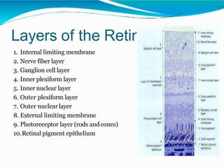 anatomy and physiology of eye.ppt.anatomy and physiology of eyex | PPTX