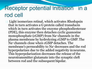 anatomy and physiology of eye.ppt.anatomy and physiology of eyex | PPTX