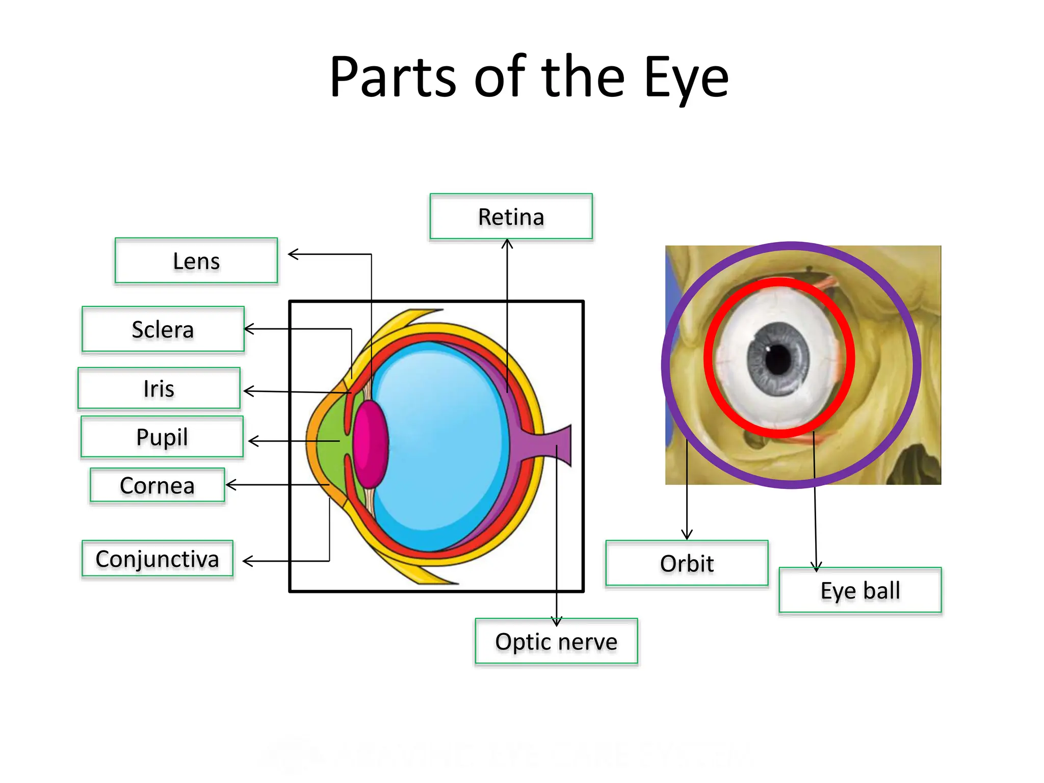 Anatomy and physiology of Eye Anatomy and physiology of Eye | PPTX