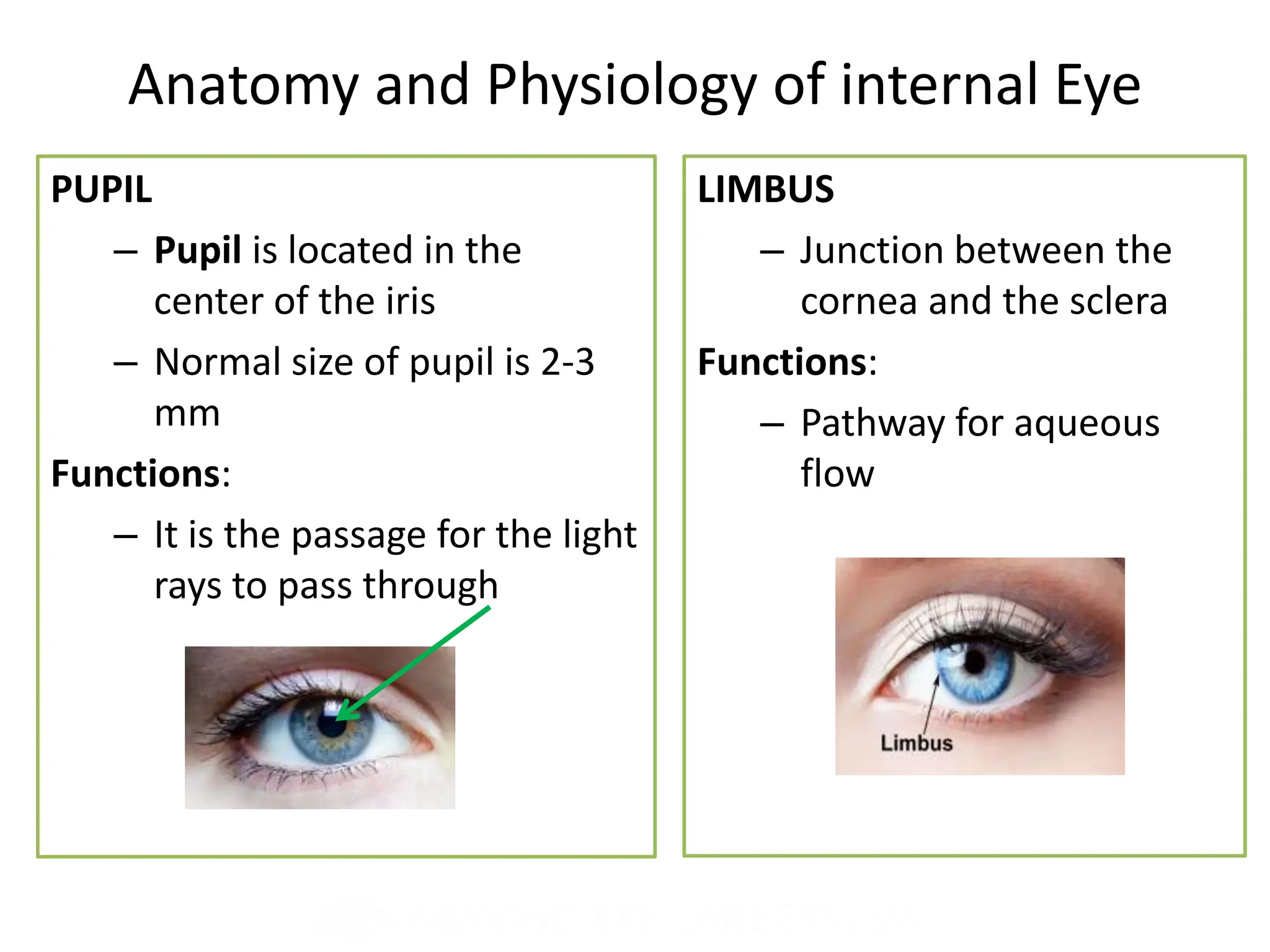 Anatomy and physiology of Eye Anatomy and physiology of Eye | PPTX