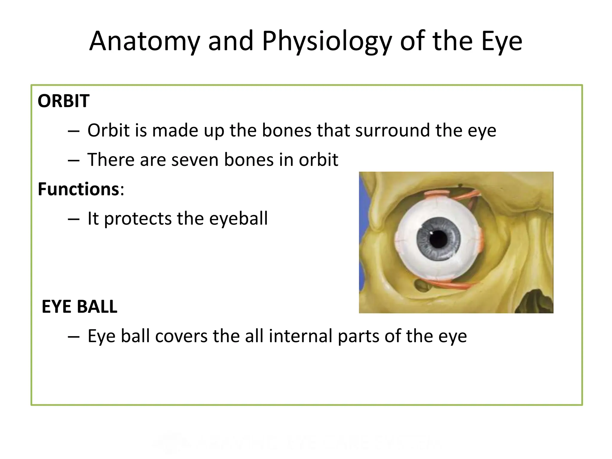 Anatomy and physiology of Eye Anatomy and physiology of Eye | PPT