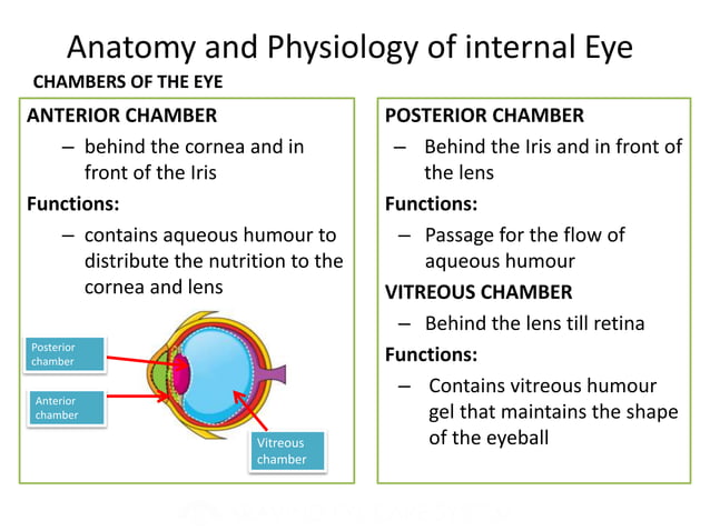 Anatomy and physiology of Eye Anatomy and physiology of Eye | PPT