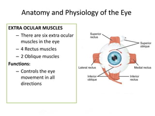 Anatomy and physiology of Eye Anatomy and physiology of Eye | PPTX