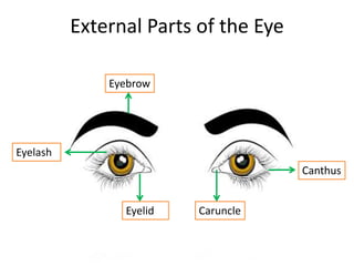 Anatomy and physiology of Eye Anatomy and physiology of Eye | PPTX