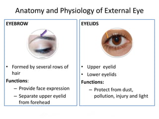 Anatomy and physiology of Eye Anatomy and physiology of Eye | PPT