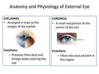 Anatomy and physiology of Eye Anatomy and physiology of Eye | PPTX