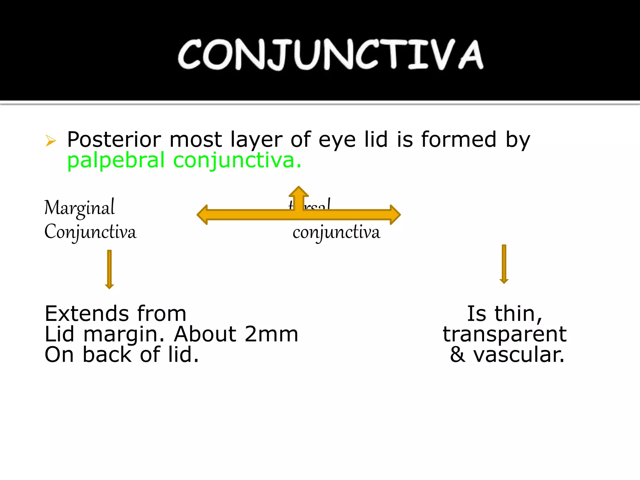 Anatomy and physiology of eyelid asif | PPTX | Eye and Vision ...