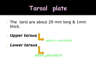 Anatomy and physiology of eyelid asif | PPTX | Eye and Vision ...