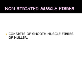 Anatomy and physiology of eyelid asif | PPTX | Eye and Vision ...