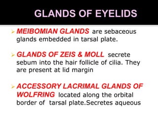 Anatomy and physiology of eyelid asif | PPTX