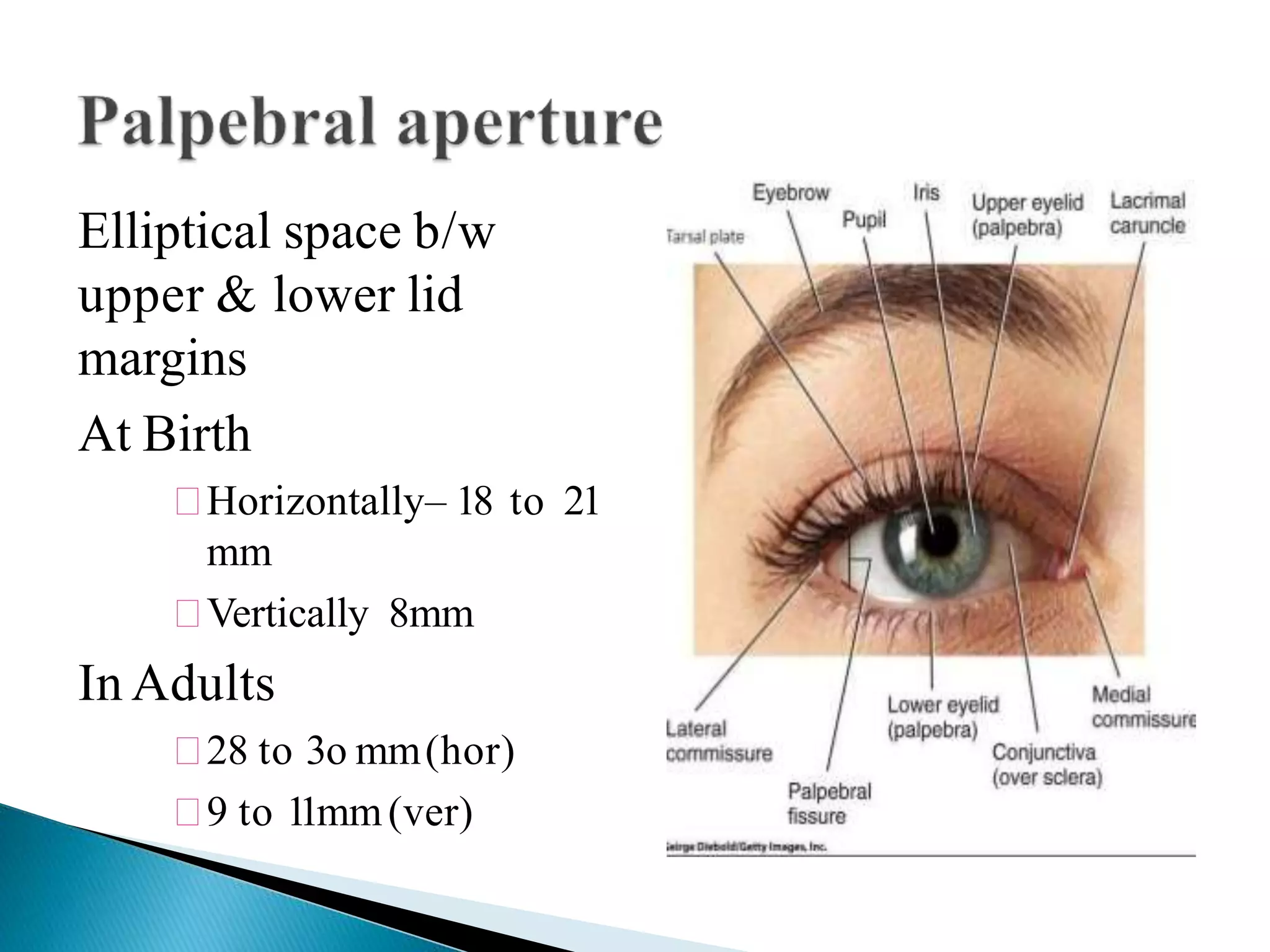 Anatomy and physiology of eyelids | PPTX
