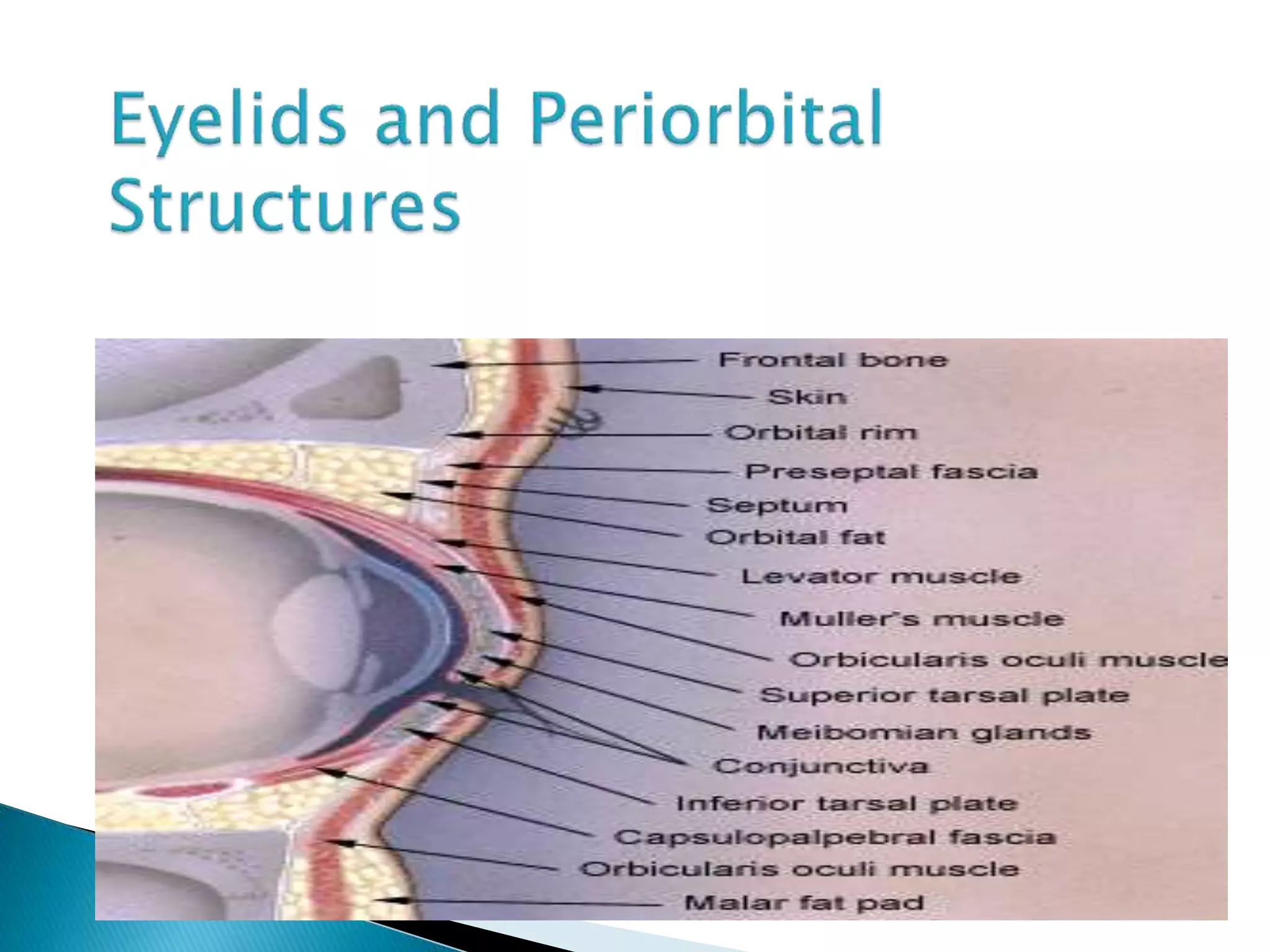 Anatomy and physiology of eyelids | PPTX