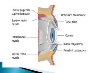 Anatomy and physiology of eyelids | PPTX