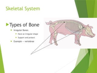 ANATOMY AND PHYSIOLOGY OF FARM ANIMALS.pptx