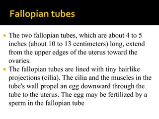 anatomyandphysiologyoffemalereproductivesystem-160229181400.pdf