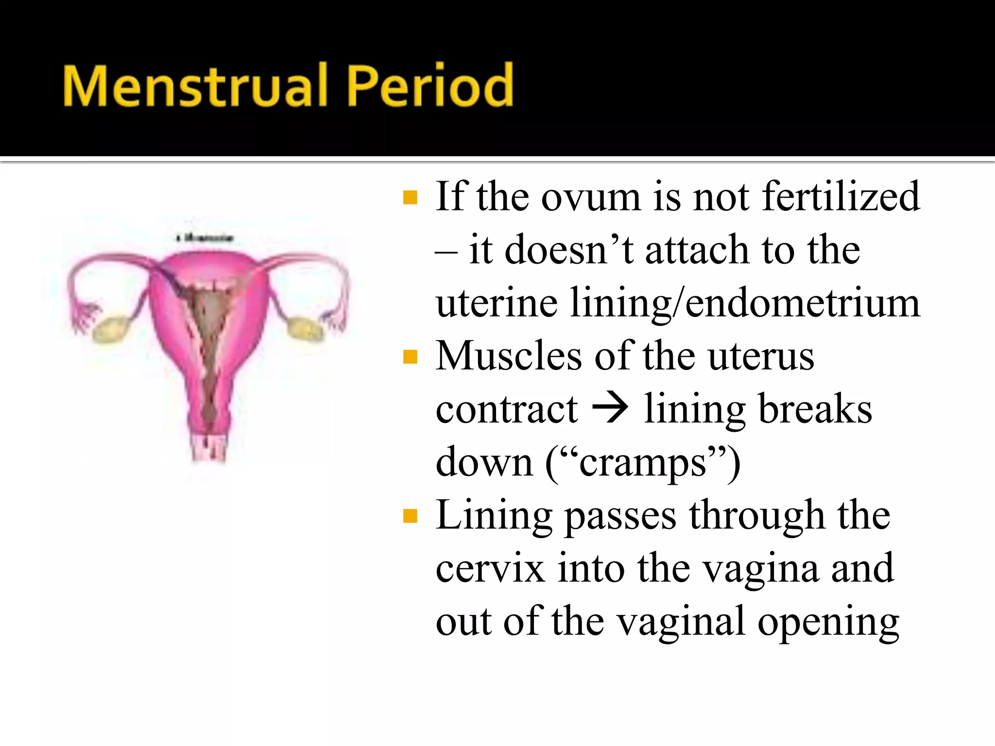 Anatomy and physiology of female reproductive system | PPTX
