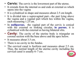 Anatomy and physiology of female reproductive system | PPTX