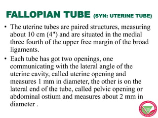 Anatomy and physiology of female reproductive system | PPTX