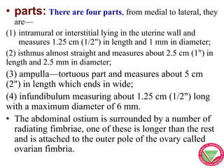 Anatomy and physiology of female reproductive system | PPTX