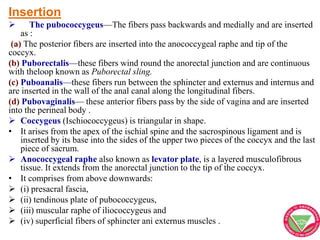 Anatomy and physiology of female reproductive system | PPTX