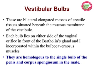 Vestibular Bulbs Male