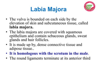 Anatomy and physiology of female reproductive system | PPT