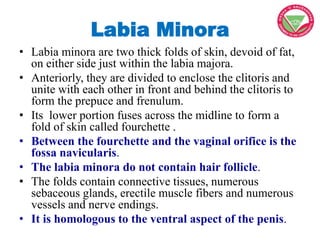 Anatomy and physiology of female reproductive system | PPT