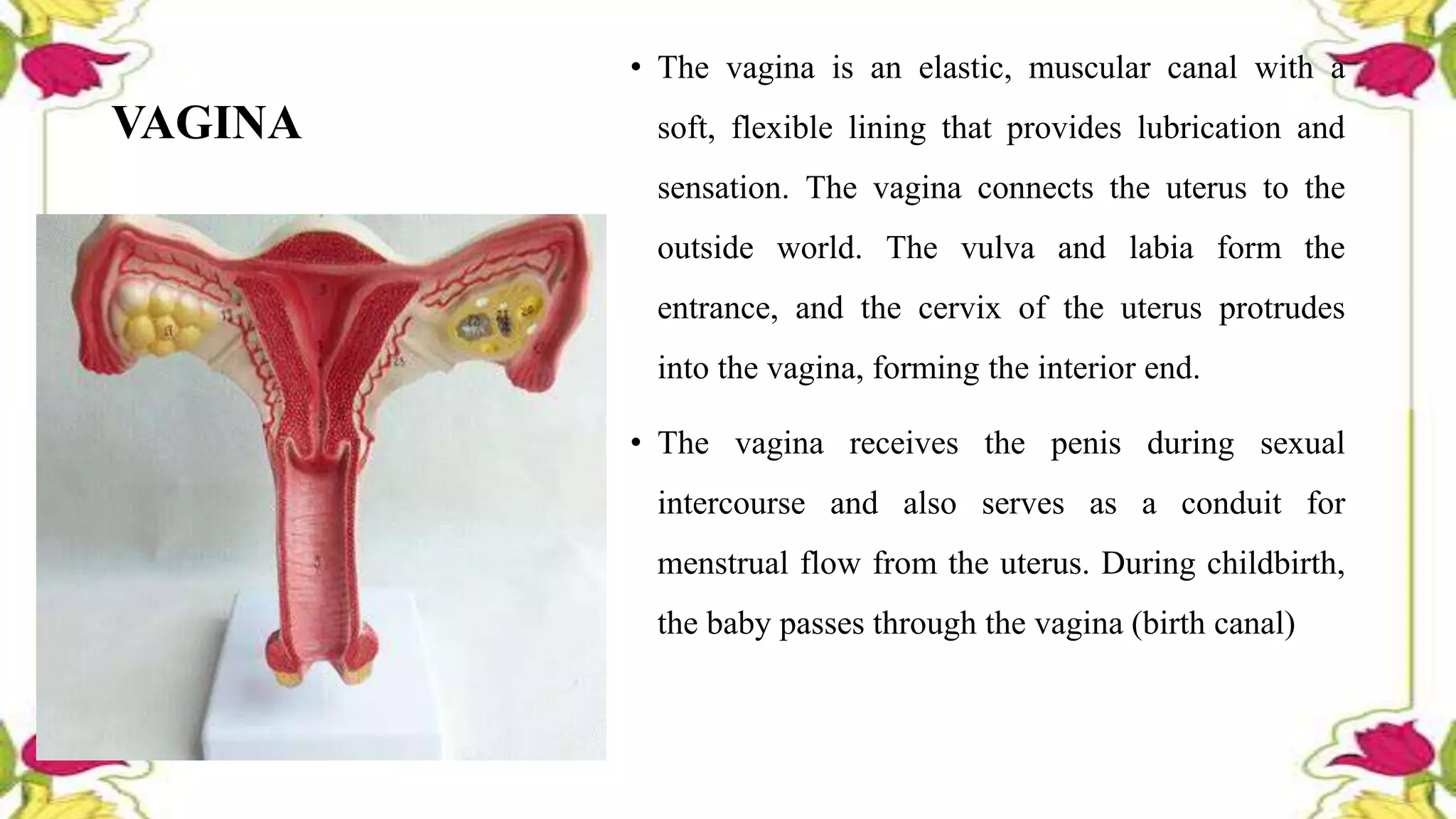 ANATOMY AND PHYSIOLOGY OF FEMALE REPRODUCTIVE SYSTEM.pptx