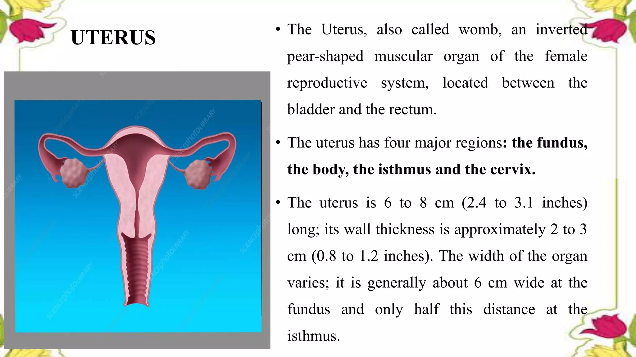ANATOMY AND PHYSIOLOGY OF FEMALE REPRODUCTIVE SYSTEM.pptx